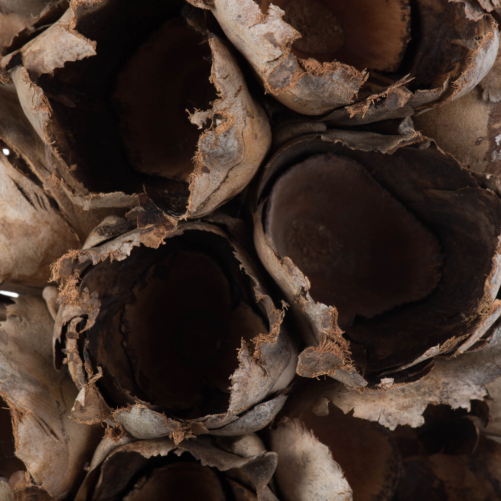 Giant Seed Pod Half — Rockwall Artisan Home